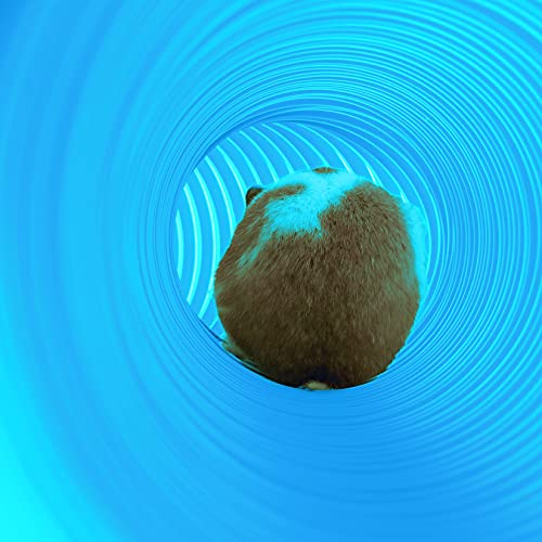 Niteangel Small Pet Fun Tunnel, 39 x 4 inches - Fit Adult Ferrets and Rats (Blue)