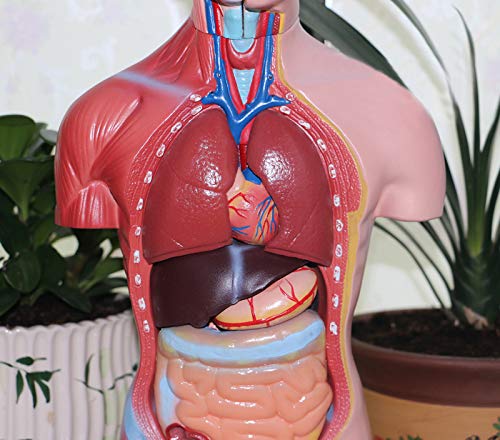 Human Torso Body Anatomy Model - 11 inch, 15 Parts Organ Structure Model for School Medical Education