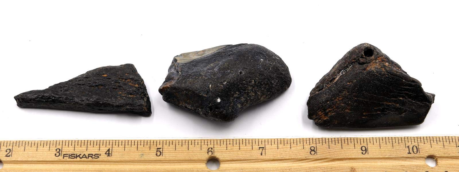 Megalodon Teeth Lot of 10 Shards Fossils w/10 info Cards Shark #15665 32o