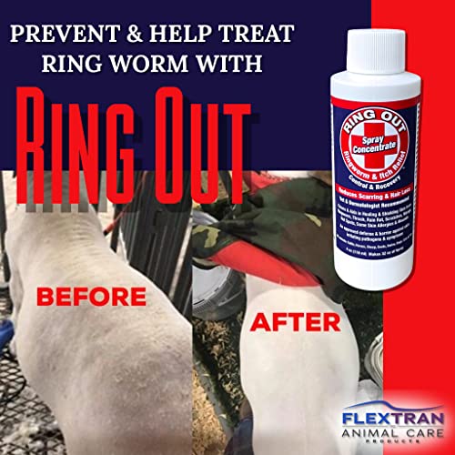 Show Pro Blue Sheep Blanket Mesh Butt for Show Sheep & Lamb - Livestock Supplies for Sheep Cover. Free Ring Out Concentrate for Proven Ringworm & Fungus Prevention Included (Large)