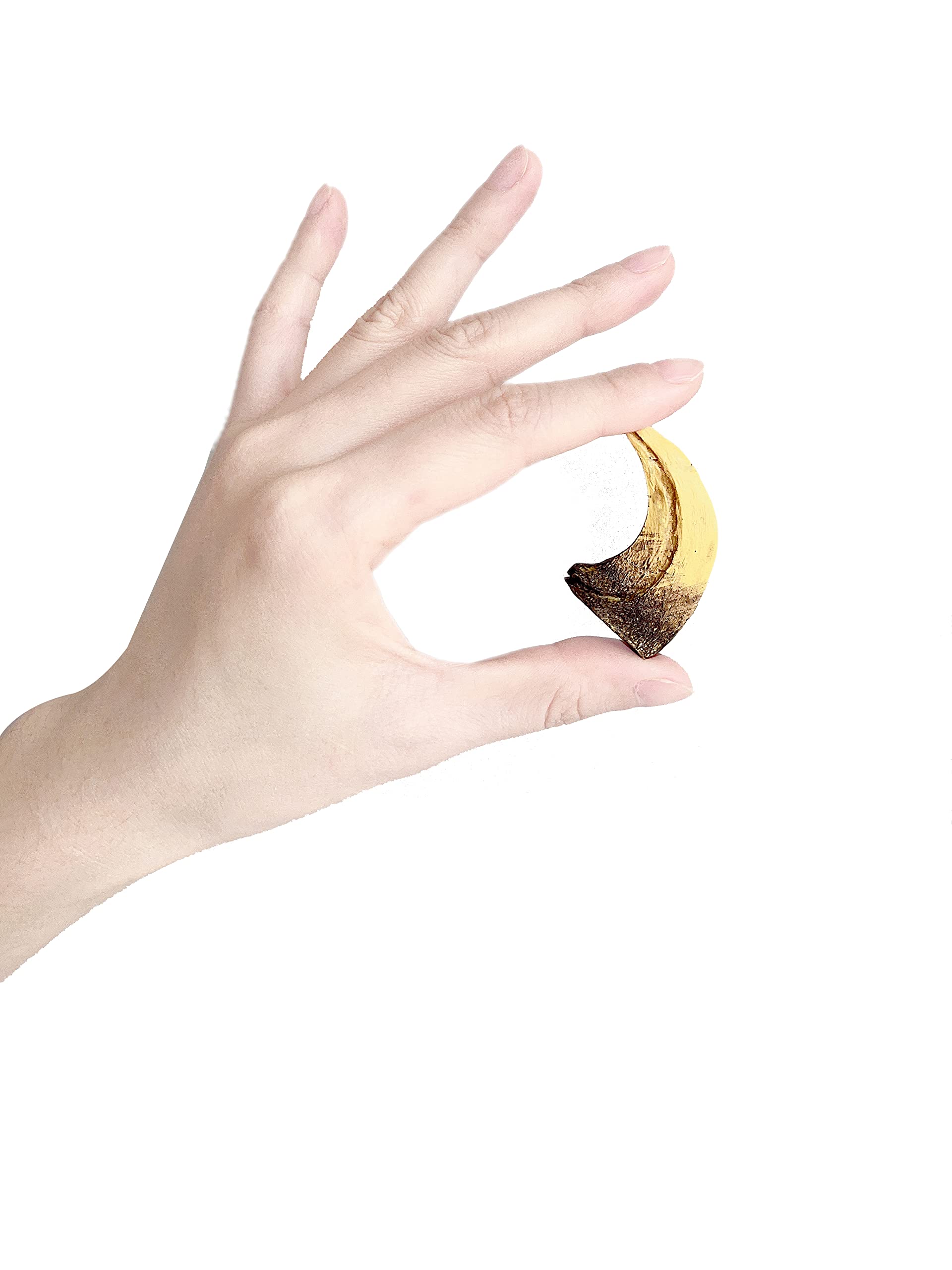Velociraptor Dinosaur Life Size Claw Fossil Replica