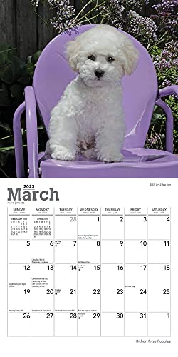 Bichon Frise Puppies | 2023 7 x 14 Inch Monthly Mini Wall Calendar | BrownTrout | Animals Dog Breeds Puppy DogDays