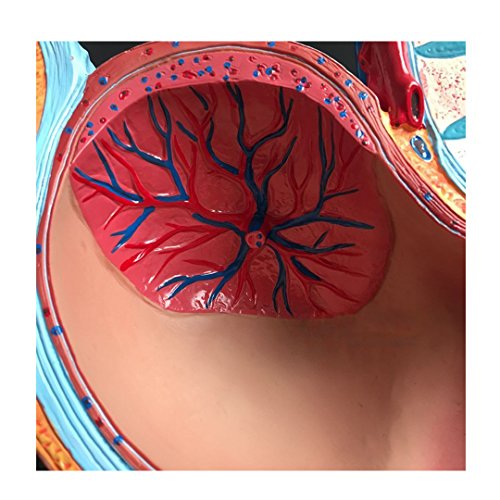 Human Female Pelvic Section Pregnancy Anatomical Model Nine Months Baby Fetus Model Life Size with Removable Organs 4-Parts