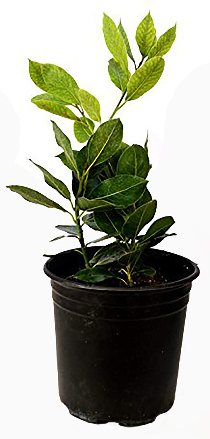 9GreenBox - Bay Laurel Plant One Gallon Live Plant Ornament Decor for Home, Kitchen, Office, Table, Desk - Attracts Zen, Luck, Good Fortune - Non-GMO, Grown in The USA