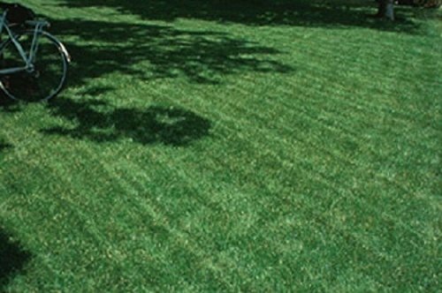 Blackjack Bermudagrass Seed,perfect for the home lawn, parks or sports fields.(1 Oz)