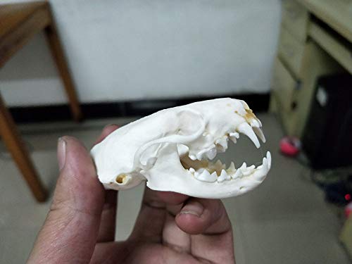 weasel Skull Taxidermy supplies art bone vet medicine 1:1