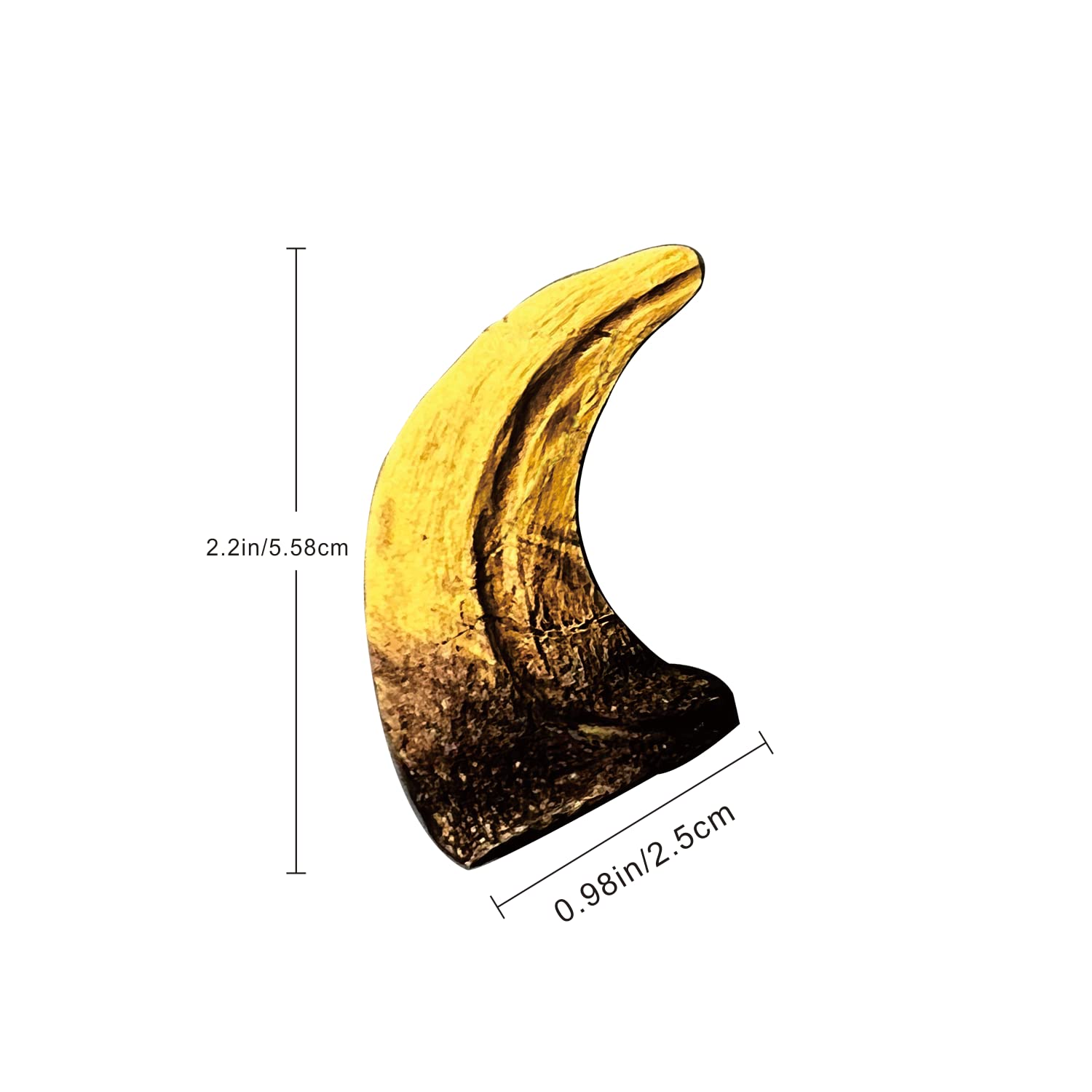 Velociraptor Dinosaur Life Size Claw Fossil Replica
