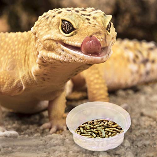 SunGrow Gecko Food and Water Containers, Reusable, Recyclable, Disposable Cups, 0.5 oz Capacity Plastic Transparent Dishes, Fits Various Reptile Feeder, 1.6โ Diameter, 0.6โ Depth, 100 Pcs