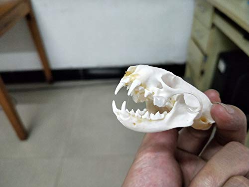 weasel Skull Taxidermy supplies art bone vet medicine 1:1