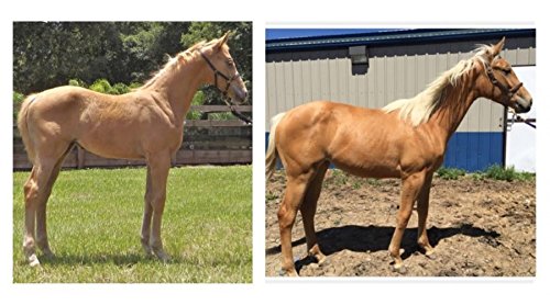 Gold As Sun Horse Coat Enhancing Supplement for Palominos and Buckskins 7 Pound