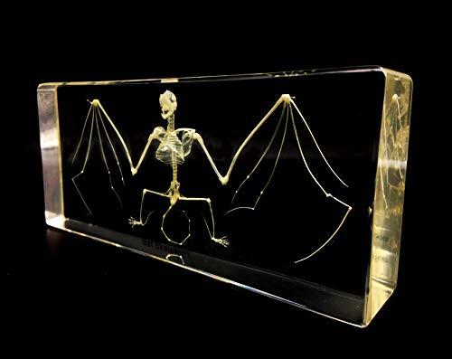 X-Large Taxidermy Real Bat Skeleton Specimens Science Classroom Specimen for Science Education(7.9x3.6x1.6 inch)