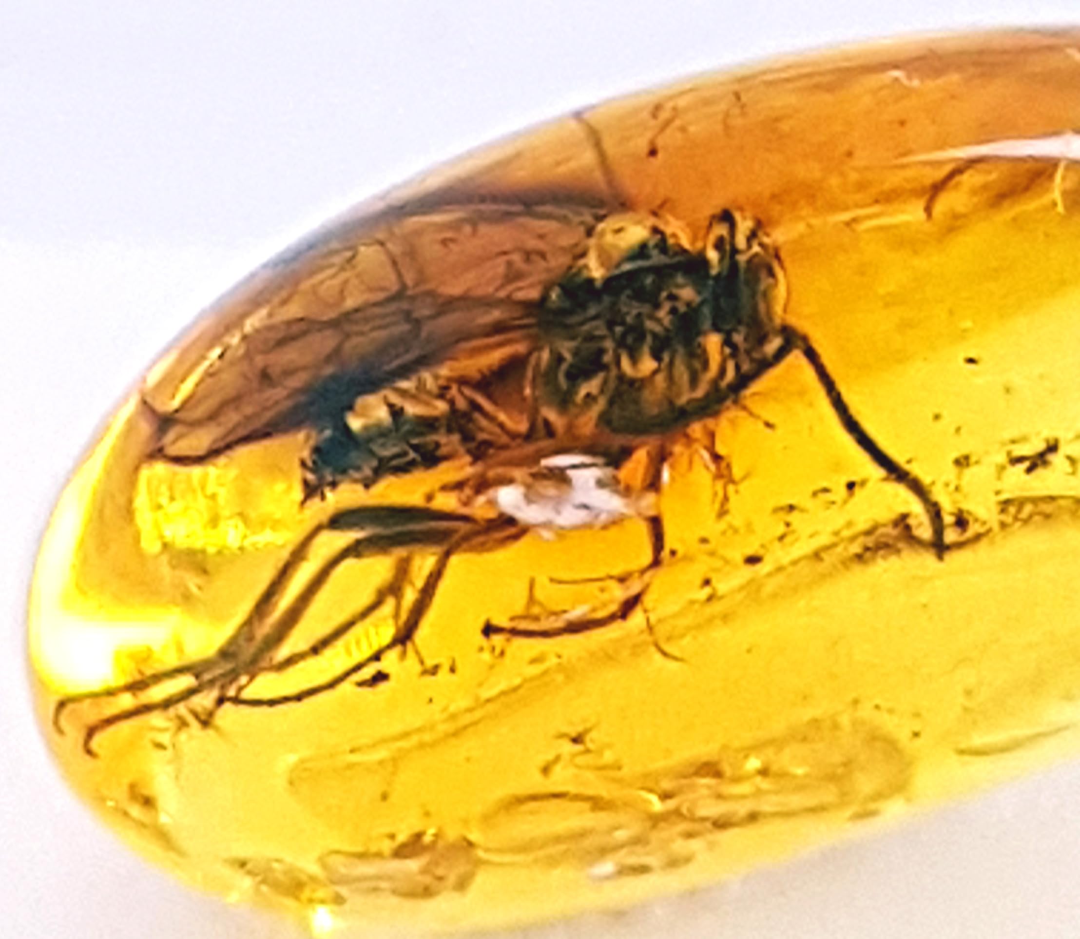 AMBERMILANA Natural Fossil Baltic Amber with Insect Inclusion in Magnifying Box/Beautiful Museum Grade/Certified Genuine Baltic Amber