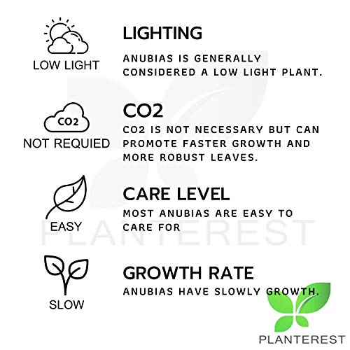Planterest β Anubias Nana Golden Potted Easy Live Aquarium Plant Decorations BUY2GET1FREE