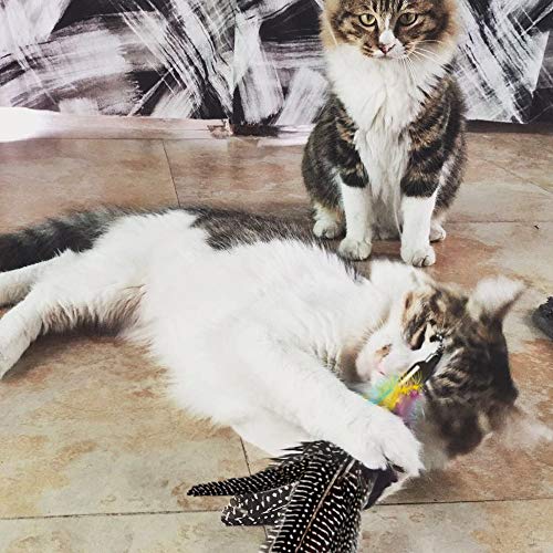 Highland Farms Select Handmade Natural Feather Cat Toy Dah Bird Refills - Interactive Cat and Kitten Toy - 6 Pack