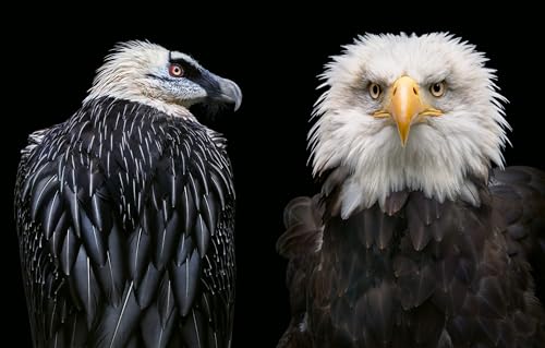 Birds: Photographs