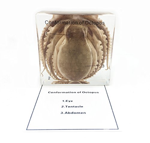 Octopus Specimen(3" x 3" x 1")