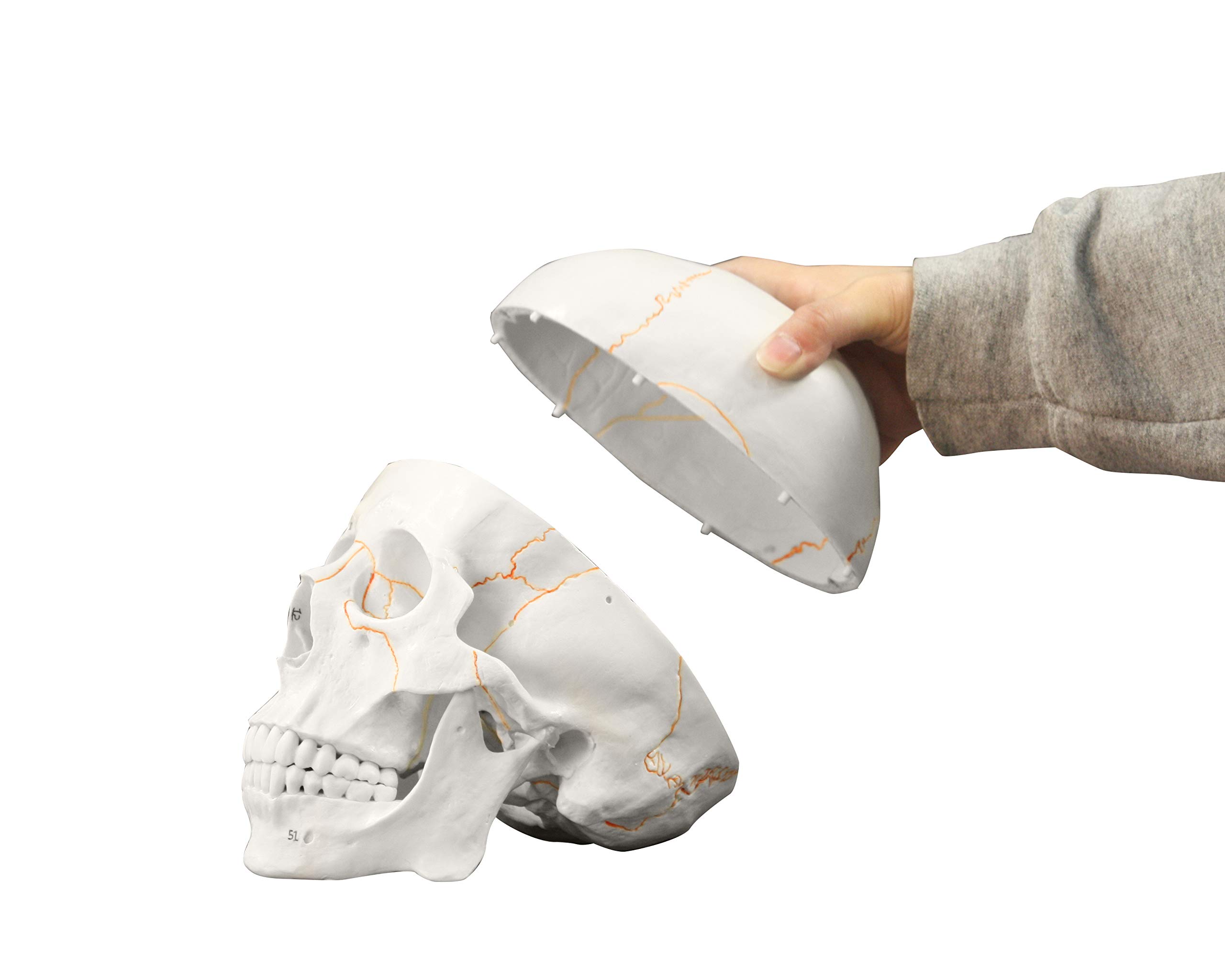 Parco Scientific PB00029 Medical Numbered Human Skull-3 Part | Life Size | from Real Human Skull, Detail Hand Painted Numbering | Sectioned Skullcap | Suture Lines & Full Dentition | Labelled Diagram