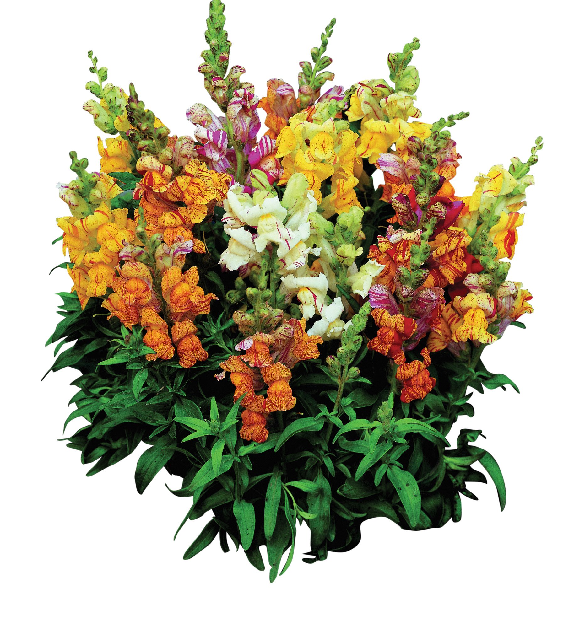 Burpee Tutti Frutti Snapdragon Seeds 60 seeds
