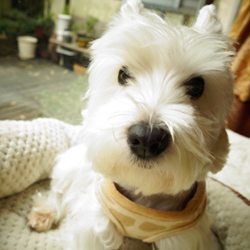 Fleece Soft Pet Harness Vest for Small/Medium Pets,Size Runs Smaller, Small fits Pets 3-6 Pound,Medium 8-12 Pound,Large 12-16 Pound (Medium: Neck 11", Beige)