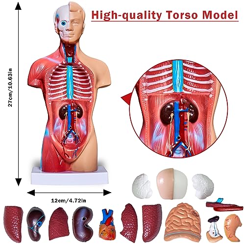 breesky Human Heart Torso and Skeleton Model 3D Model Study Tools for Anatomy and Physiology Students Sets of Three Human Anatomy Models Sciences Learning Kit for Kids