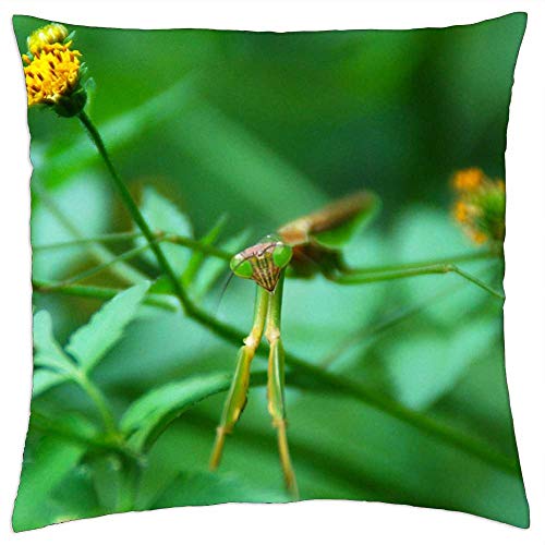 LESGAULEST Throw Pillow Cover (16x16 inch) - Mantis Insect Bug Nature Animal Macro Wild