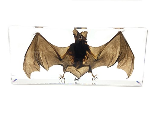 X-Large Taxidermy Real Bat Specimens Science Classroom Specimen for Science Education(7.9x3.6x1.6 inch)