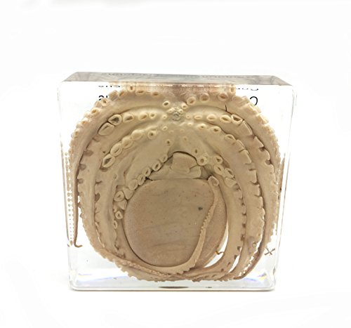 Octopus Specimen(3" x 3" x 1")
