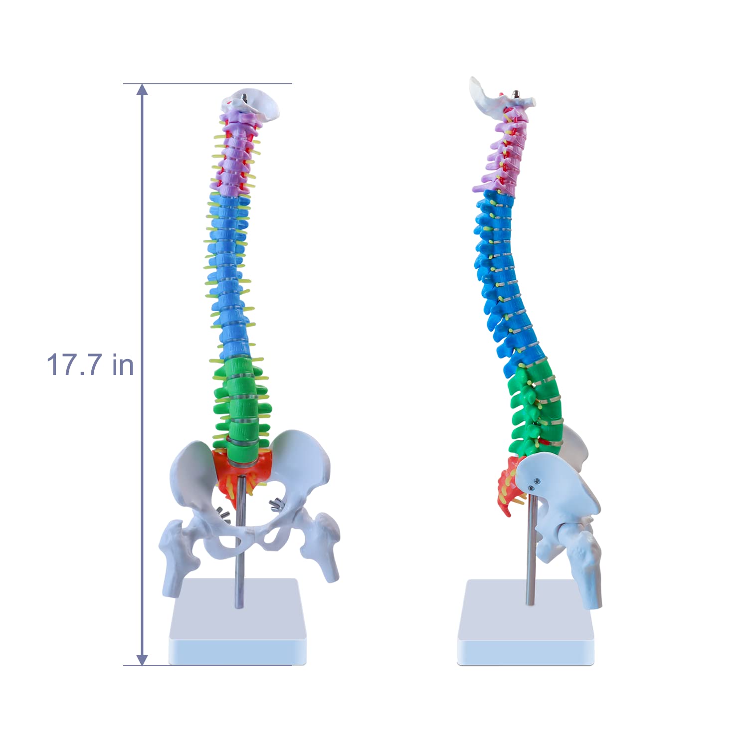 Aliwovo Anatomy Model Spine Cord Skeleton Model with Colorful Manual