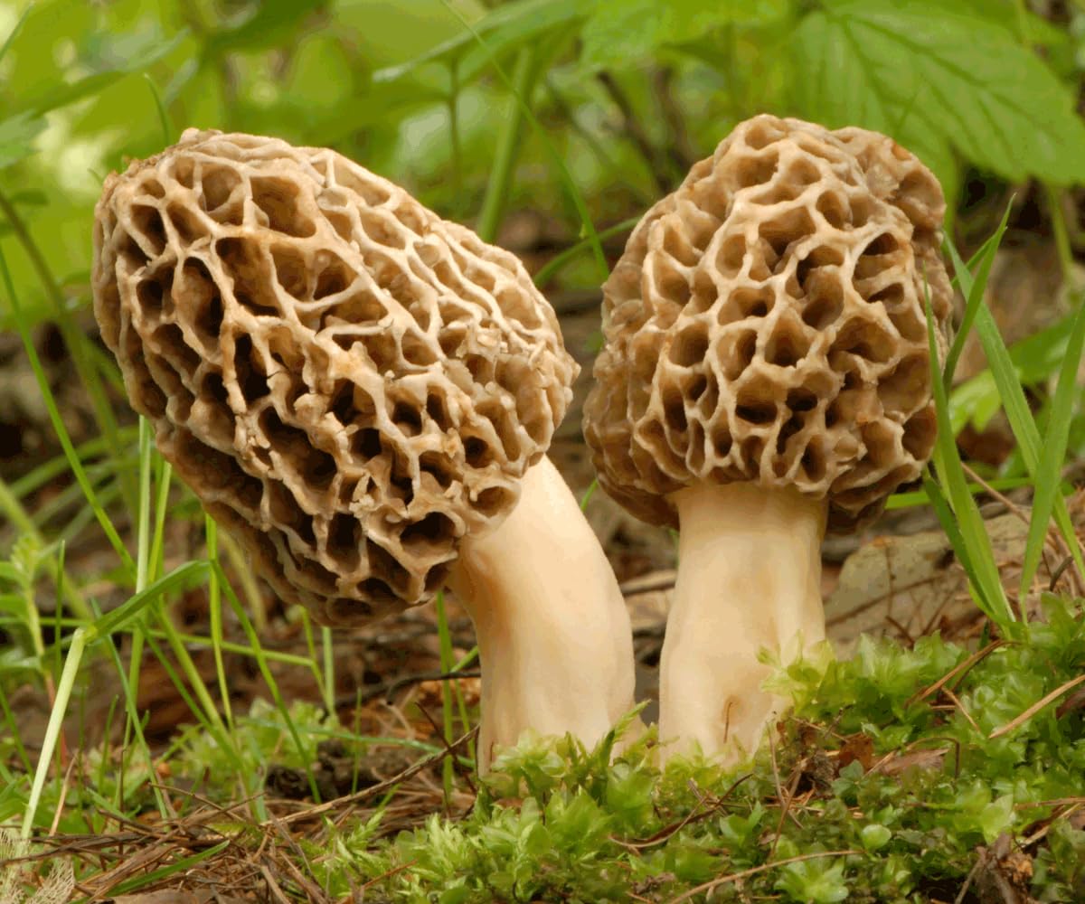 American True Morel Mushroom (Morchella Americana) Liquid Culture Syringe Sample for Mushroom Cultivation Growing on Grain or Agar