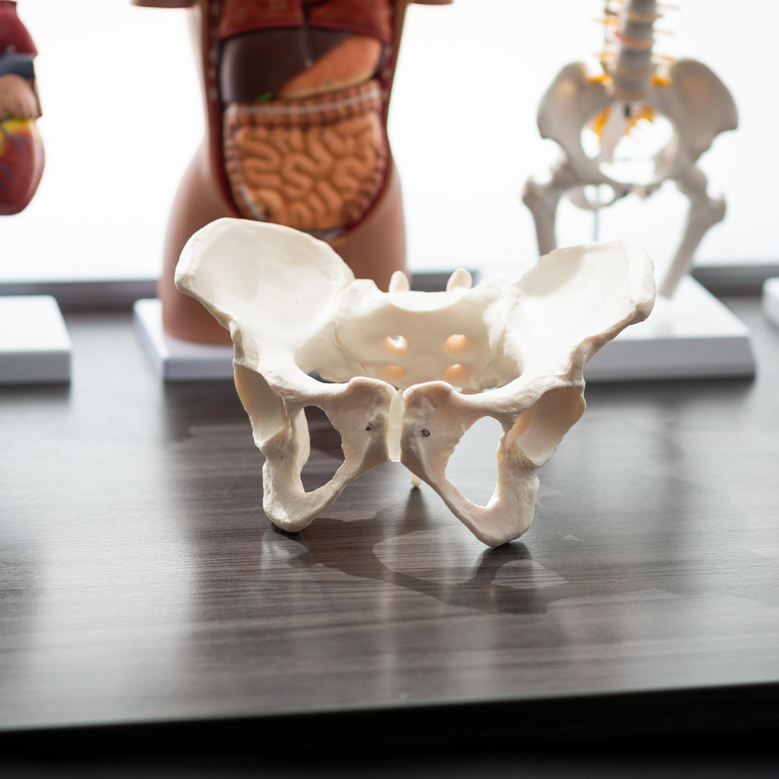 MonMed Life Size Female Pelvis Model, Hip Model β Female Anatomy Model, Hip Bone Pelvic Model Female Anatomical Model