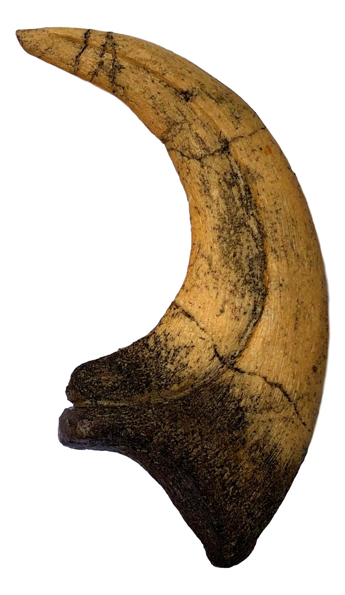 Deinonychus Raptor Dinosaur Claw Replica - Museum Quality Cast Fossil Specimen