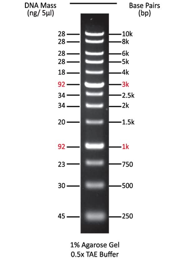 Azura PureView 1kb DNA Ladder 100 Lanes 500µl