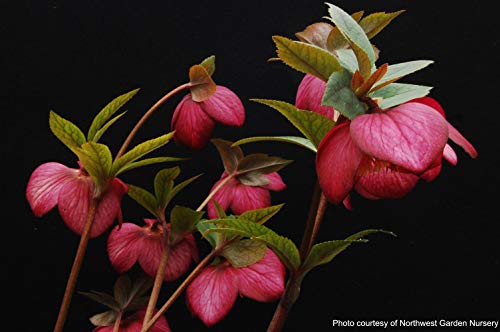 Perennial Farm Marketplace Helleborus x W.J. 'Ruby Wine' (Lenten Rose) Perennial, 1 Quart, Burgundy Flowers