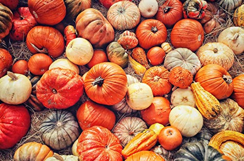 MIXED SEEDS! 50+ Pumpkin and Winter Squash MIX Seeds NON-GMO 25 Varieties Delicious Grown in USA. Rare, Super Profilic and Delicious HARLEY SEEDS