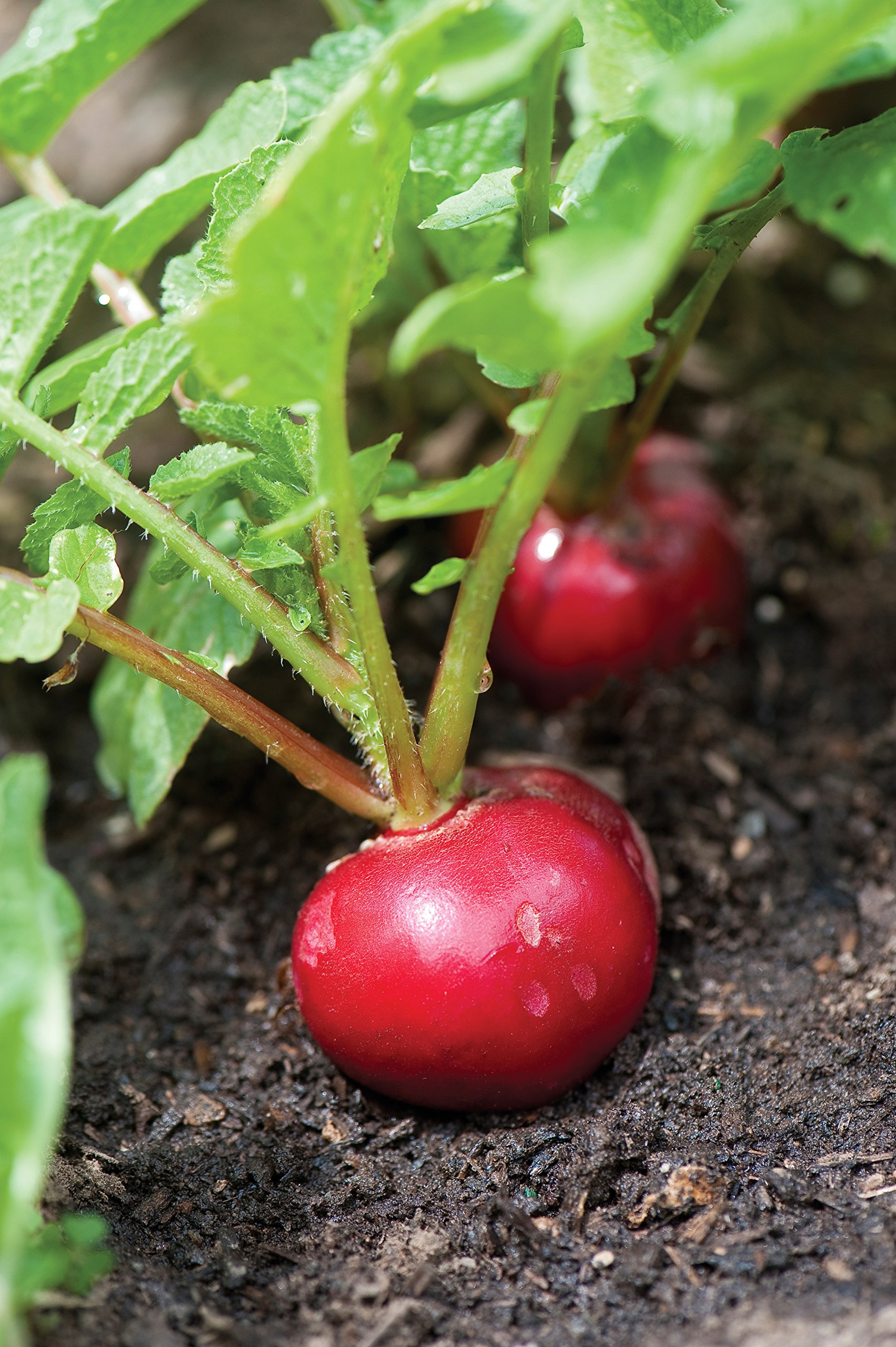 Burpee Cherry Belle Radish Seeds 2000 seeds