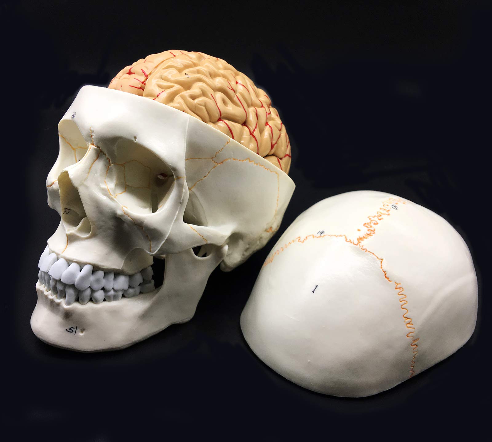 Human Skull with Brain Anatomical Model 8-Part Life-Size Anatomy for Science Classroom Study Display Teaching Medical Model