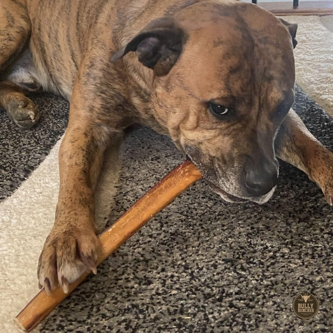 Bully Bunches Premium 12 Inch Thick Odor-Free Bully Sticks for Medium & Large Dogs - Long Lasting Chews for Oral Care - All Natural & Single Ingredient, 100% Beef Dog Treat, Rawhide Free (5 Pk)