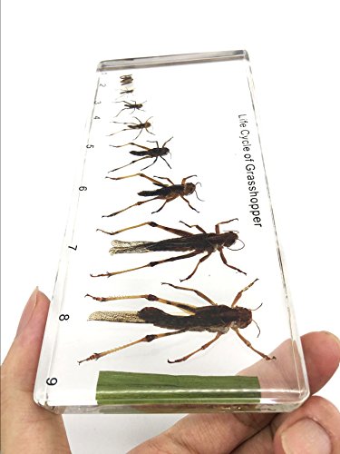Lifecycle of a Locust(Grasshoppeer) Paperweights Specimen for Science Education Paperweight for Book for Office for Desk
