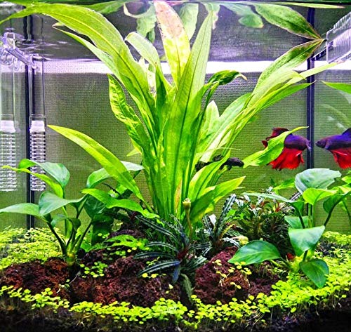 Planterest β Amazon Sword Bundle Medium Easy Background Live Aquarium Plant Decorations BUY2GET1FREE