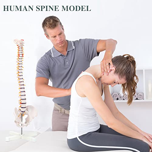 RONTEN Spine Model, 31" Life Size Spinal Cord Model with Vertebrae, Nerves, Arteries, Lumbar Column and Male Pelvis - Mount on a Stand