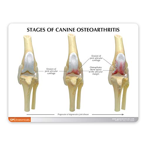 GPI Anatomicals - 4-Stage Canine Knee Model Set, Degenerative Joint Disease Models for Canine Anatomy and Physiology Education, Anatomy Model for Veterinarianās Offices, Medical Study Supplies