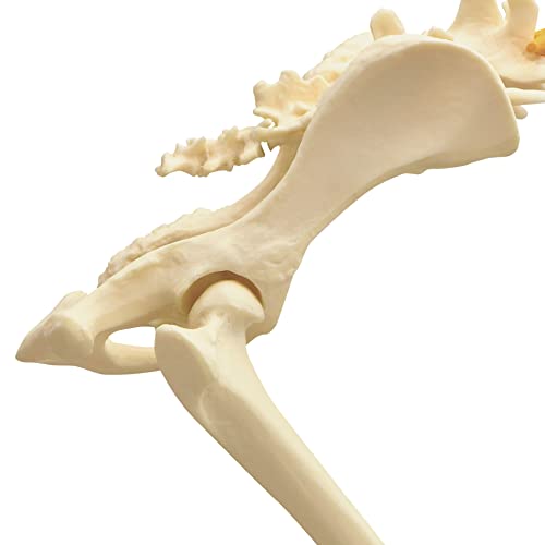 GPI Anatomicals - Canine Pelvis Model, Normal and Osteoarthritic Hip Joint Bones for Anatomy and Physiology Education, Anatomy Model for Veterinarianās Offices and Classrooms, Medical Study Supplies