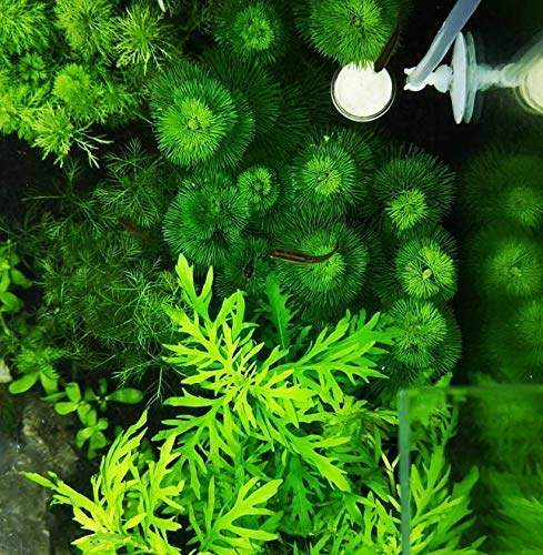 Planterest β Water Wisteria Hygrophila Difformis Bunch Live Aquarium Plant Decorations BUY2GET1FREE