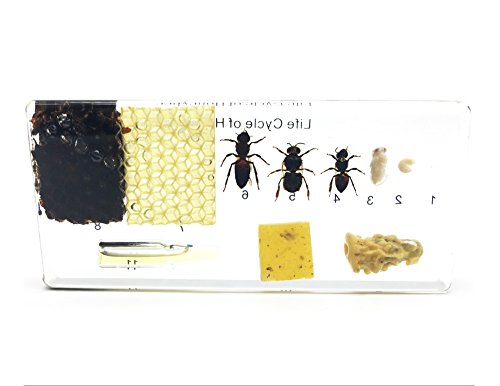 Lifecycle of a Honey Bee Science Classroom Specimens for Science Education