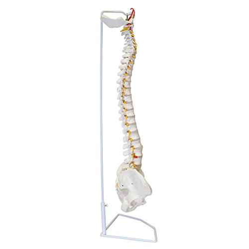 MonMed Life Size Vertebral Column Model with Spinal Nerves, Skull Base, and Pelvis β Flexible Spine Model with Stand