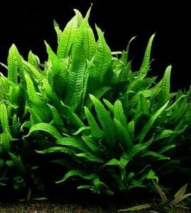 Java Fern on 3 x 2.5 Coco Mat | Microsorum Pteropus - Easy Tropical Live Aquarium Plant