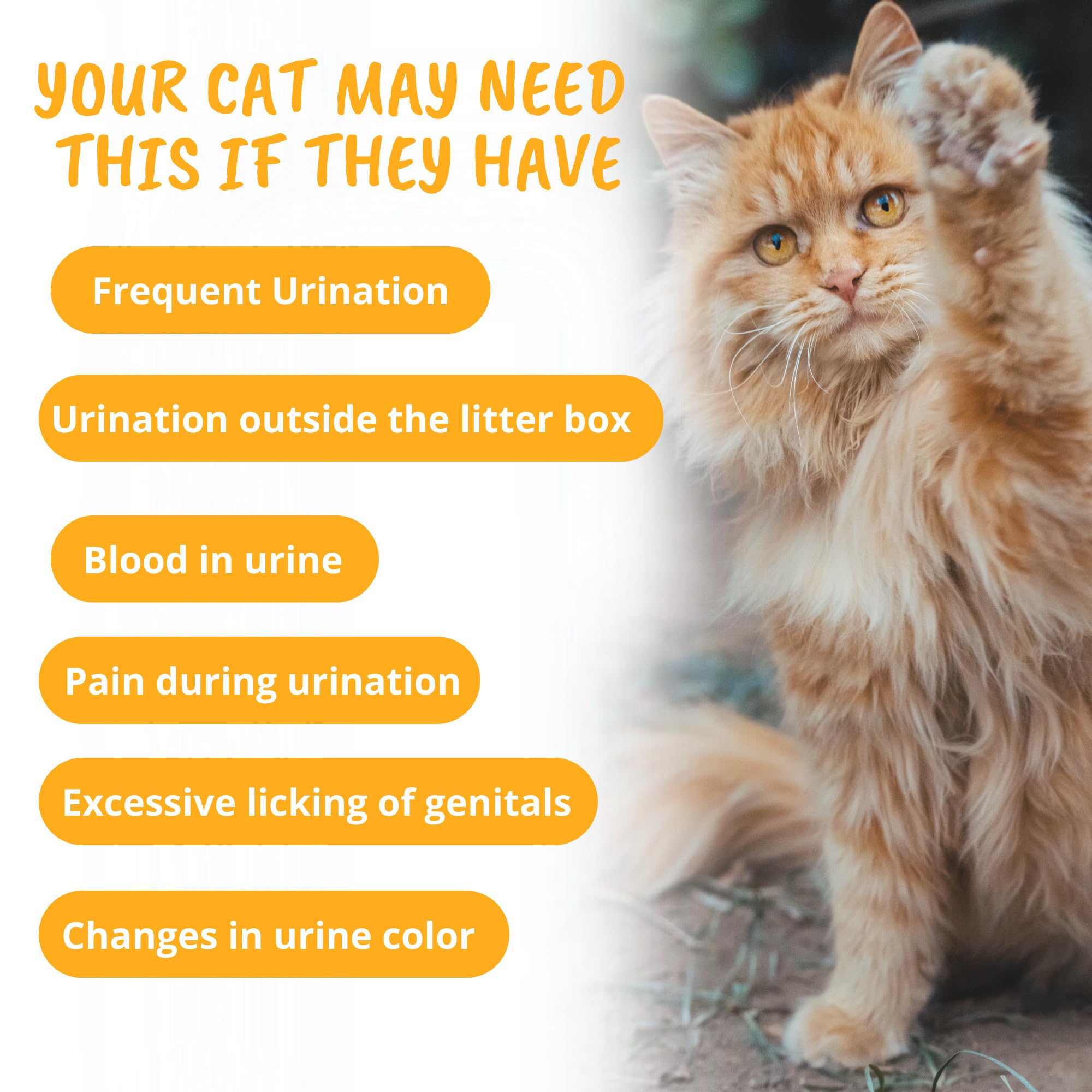 Under The Weather Pet Urinary Tract Support Chews for Cats | Promote Healthy Urinary Function in Cats | 60 Star Shaped Soft Chews