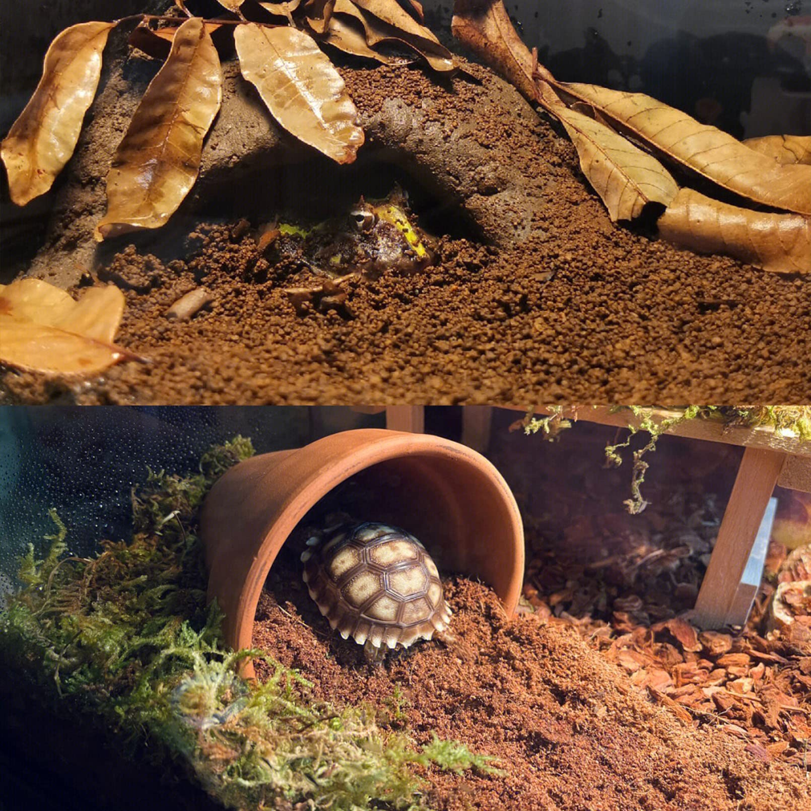 BNOSDM Reptile Soil Substrate Fluffy Small-Strand Reptile Substrate and Snake Bedding Clean Natural Terrarium Bedding for Lizards Snakes Tortoises Tarantulas
