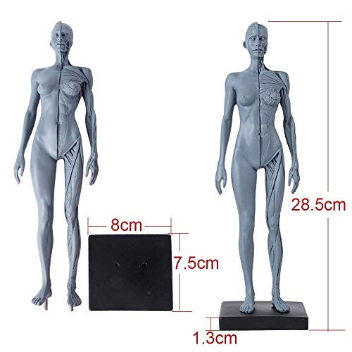 Oubo Dental New Female Anatomical Anatomy Skull Head Body Model Muscle Bone (30cm) Height