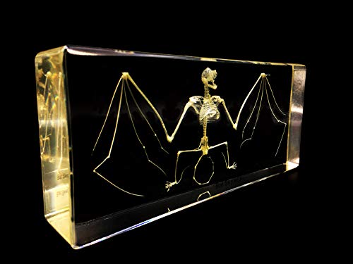 X-Large Taxidermy Real Bat Skeleton Specimens Science Classroom Specimen for Science Education(7.9x3.6x1.6 inch)